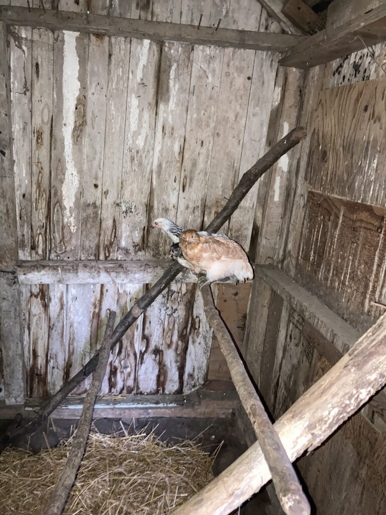 Chicken Chat - Becky's Birds and Bees