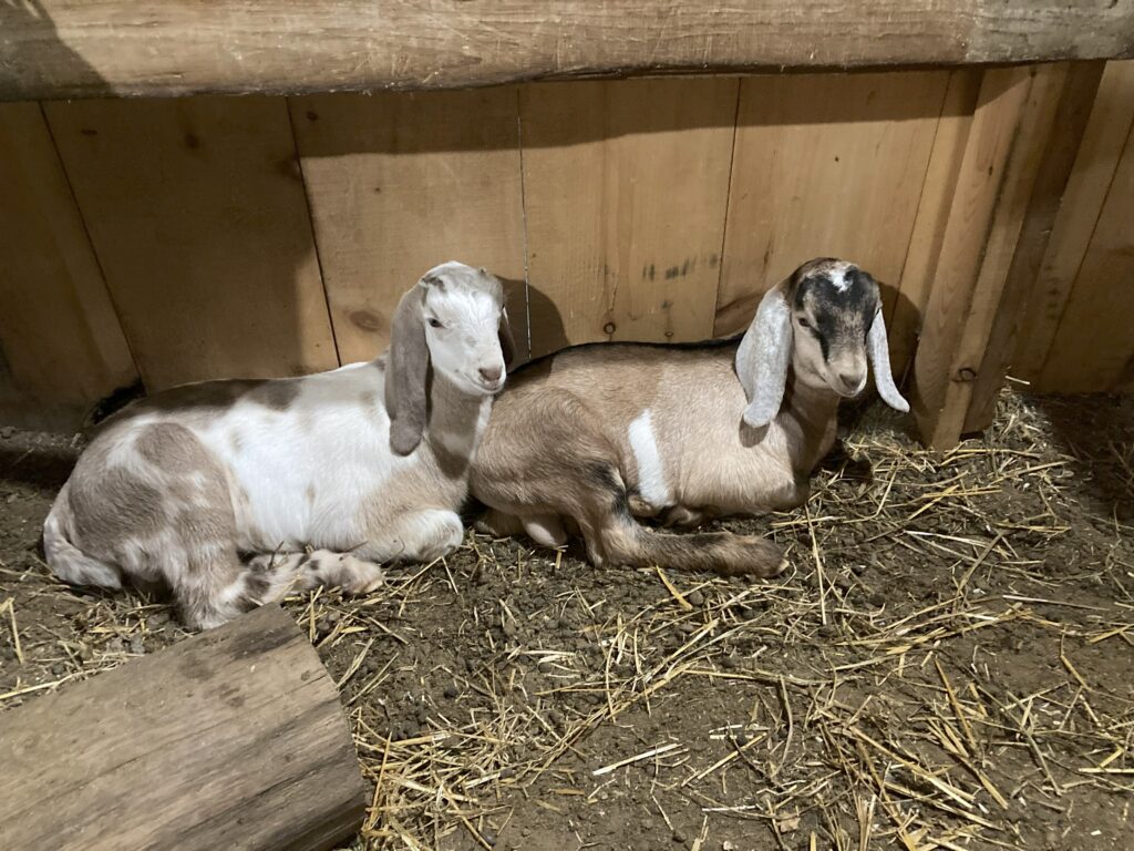 Nubian Goat Wethers (neutered males) for Sale - Becky's Birds and Bees
